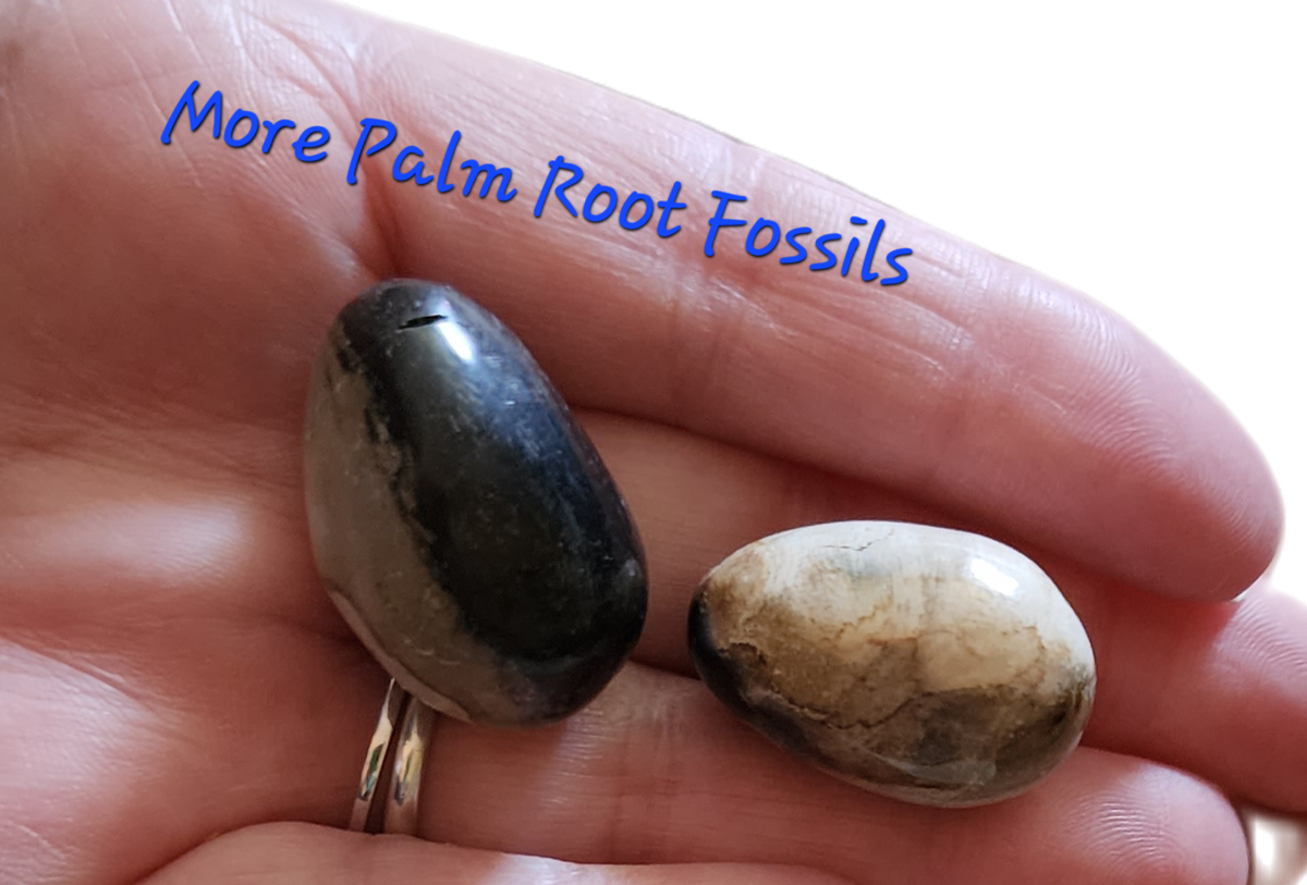 Palm Root Fossil – Moondance Magick