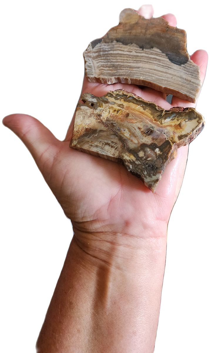 Petrified Wood Slabs, Fossils – Moondance Magick