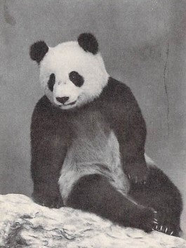 X - ADOPTED! Su Lin, Panda Bear Spirit - Pre-approved for Laura - Remo ...