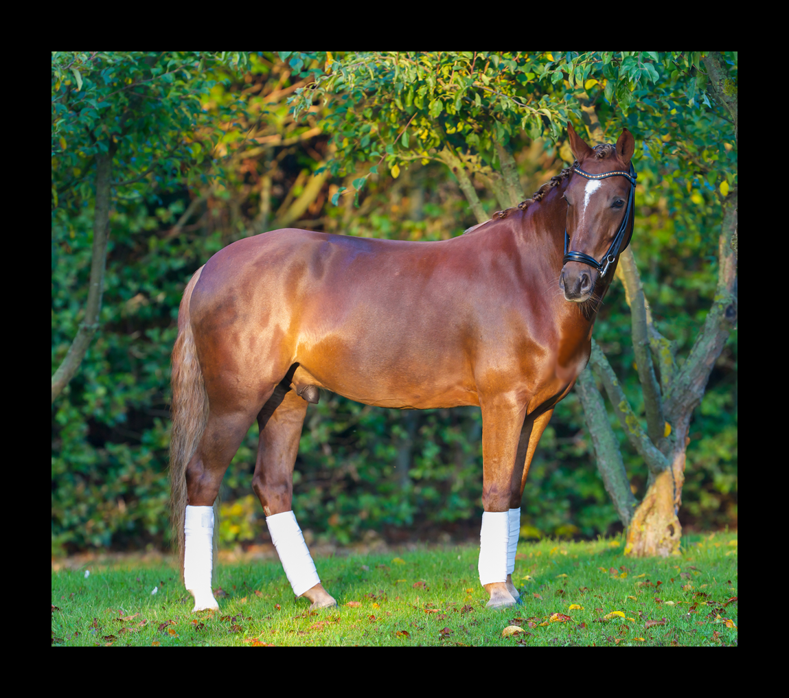 Trigger - Race Horse Spirit - Helps with Physical and Emotional Streng ...